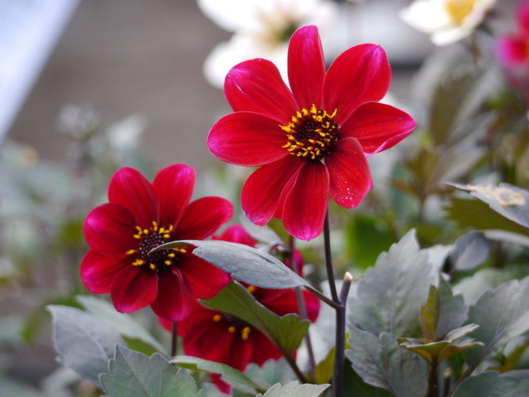 dahlia-happy-romeo_7590351404_o | Southwell Garden Centre Nottingham